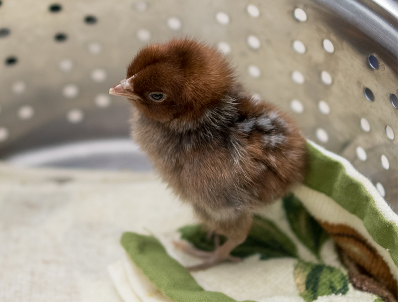 Tips for Helping Shipping Stressed Chicks – Coffee with the Chicken Ladies