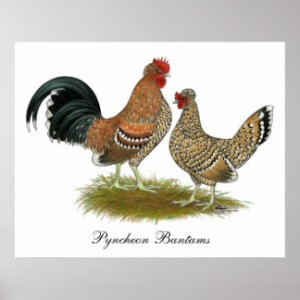 Episode 161 - Pyncheon Bantams and our Year in Review - Coffee with the ...