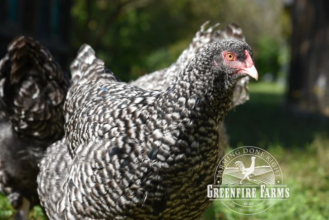 Mechelen Turkey Head Chicken