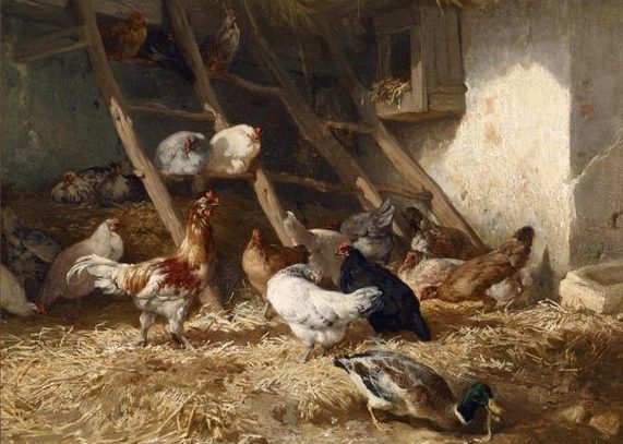 Aedennes Hen Humane Society Chickens