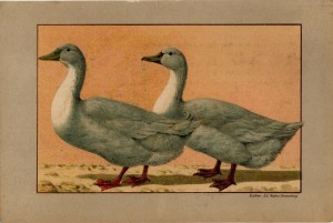 Swedish Duck Grief and Loss