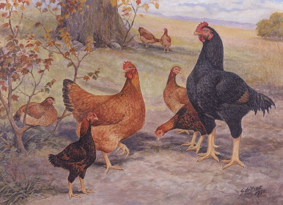 Cornish Chicken Rooster Behavior