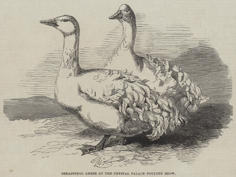 Sebastopol Goose Breed History