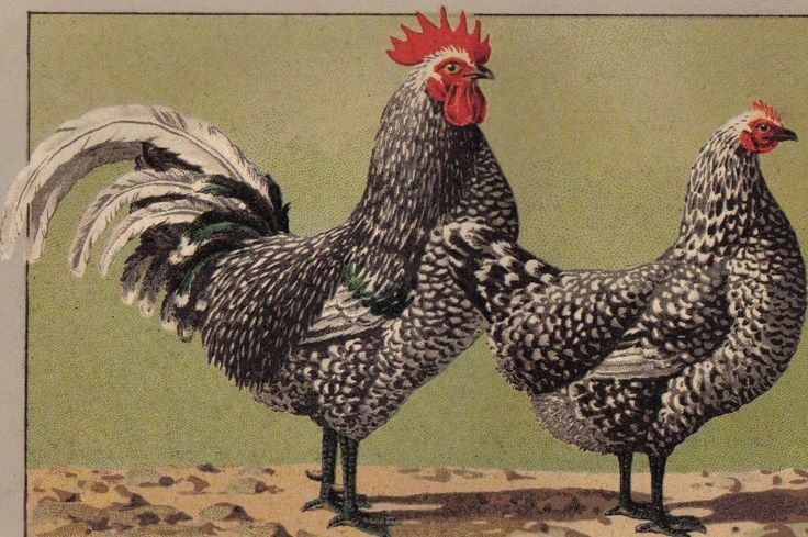 Java Chicken Broody Hens